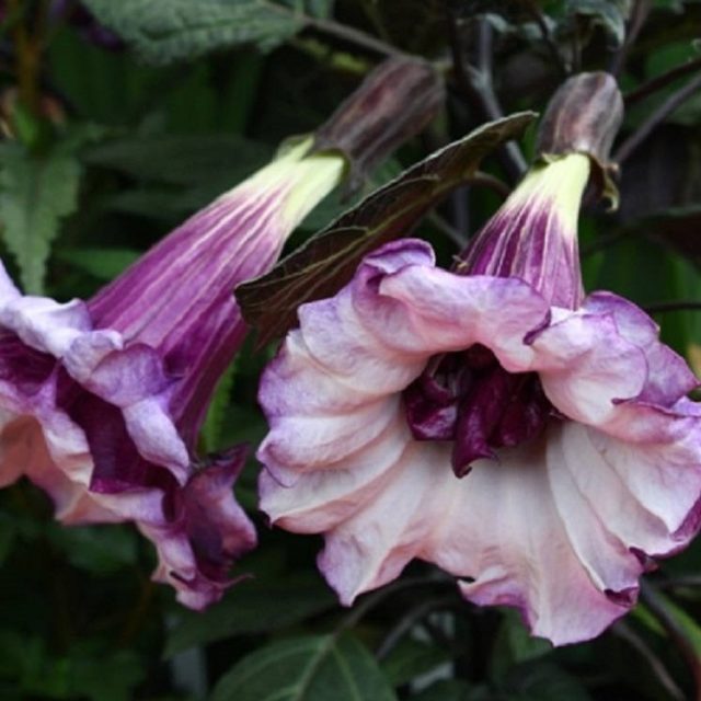 Multi-Color Angels Trumpet Seeds, Brugmansia Datura Seeds, 100pcs/pack