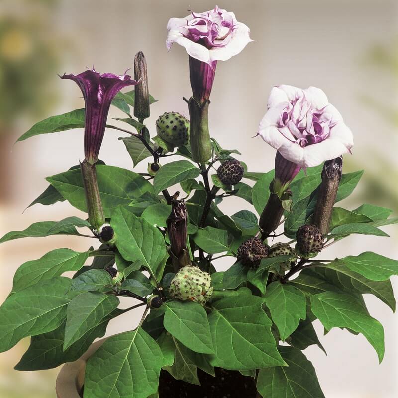 Multi-Color Angels Trumpet Seeds, Brugmansia Datura Seeds, 100pcs/pack