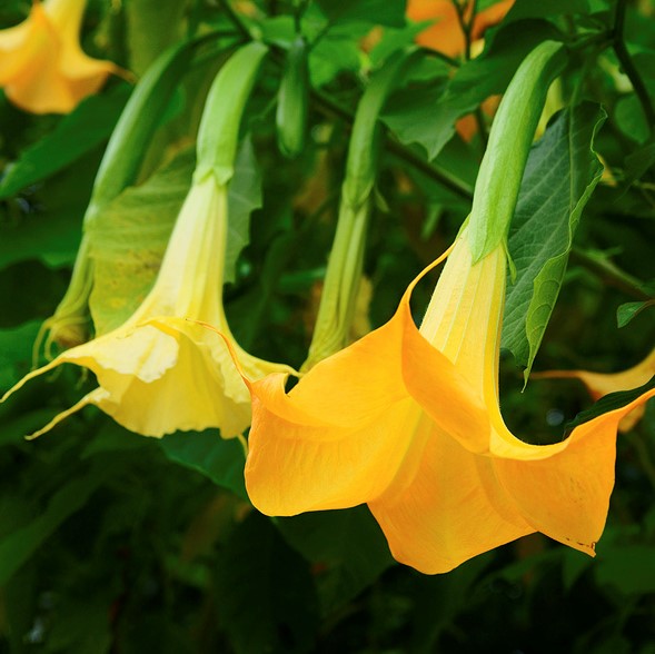 Multi-Color Angels Trumpet Seeds, Brugmansia Datura Seeds, 100pcs/pack