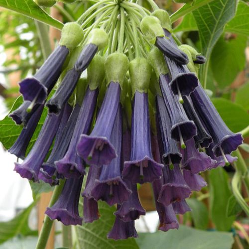 Multi-Color Angels Trumpet Seeds, Brugmansia Datura Seeds, 100pcs/pack