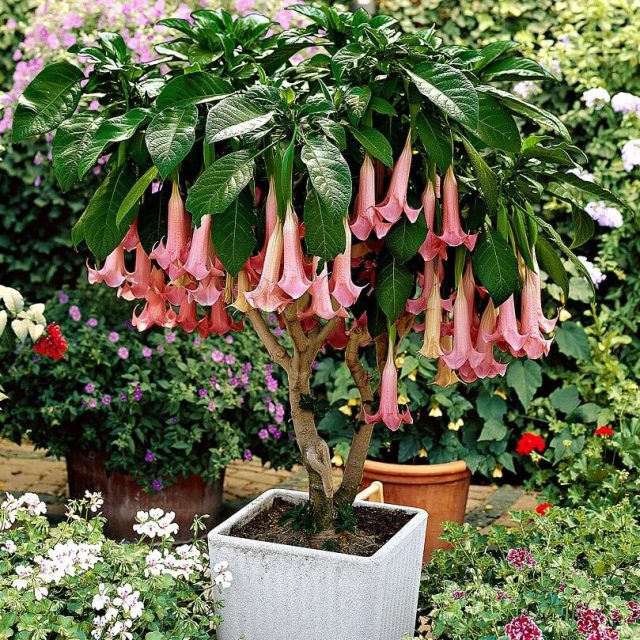 Multi-Color Angels Trumpet Seeds, Brugmansia Datura Seeds, 100pcs/pack