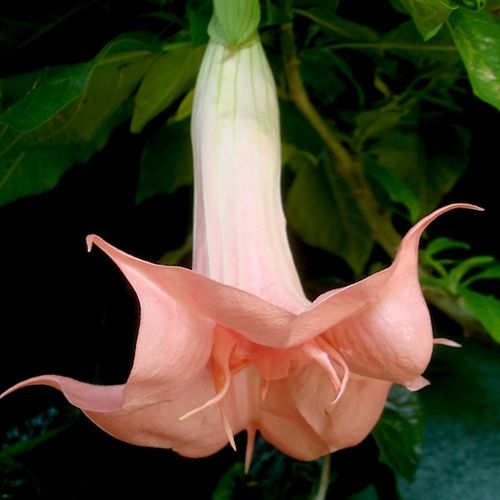 Multi-Color Angels Trumpet Seeds, Brugmansia Datura Seeds, 100pcs/pack