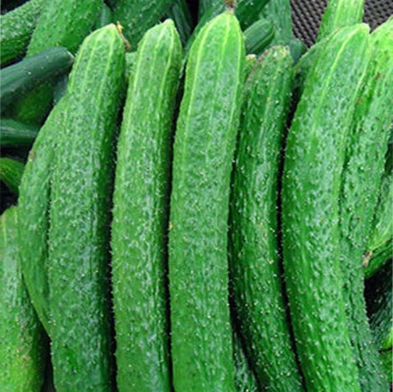 100 cucumber seeds True ORZEL extremely early Polish variety for open ...