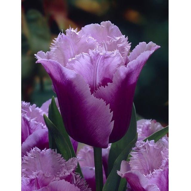 24 Varieties Tulip Seed, 100pcs/pack