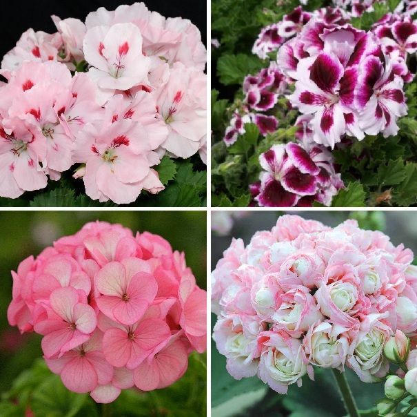 35 Colors Geranium Seeds, 20pcs/pack